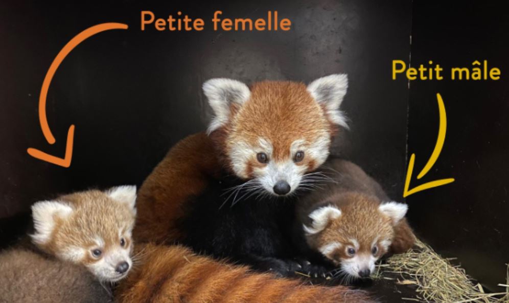 Naissance de deux bébés pandas roux au zoo d’Amiens - 07/09/2022 - Wéo
