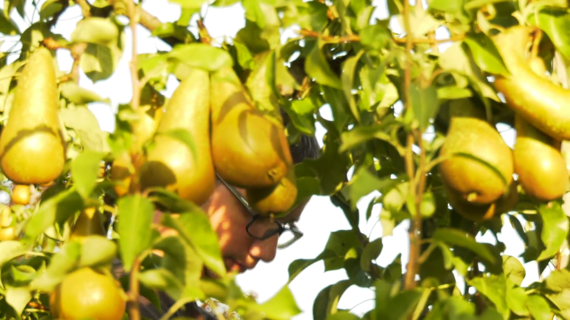 Vron : Un verger écoresponsable en baie de Somme - 23/09/2021 - Vidéo Wéo
