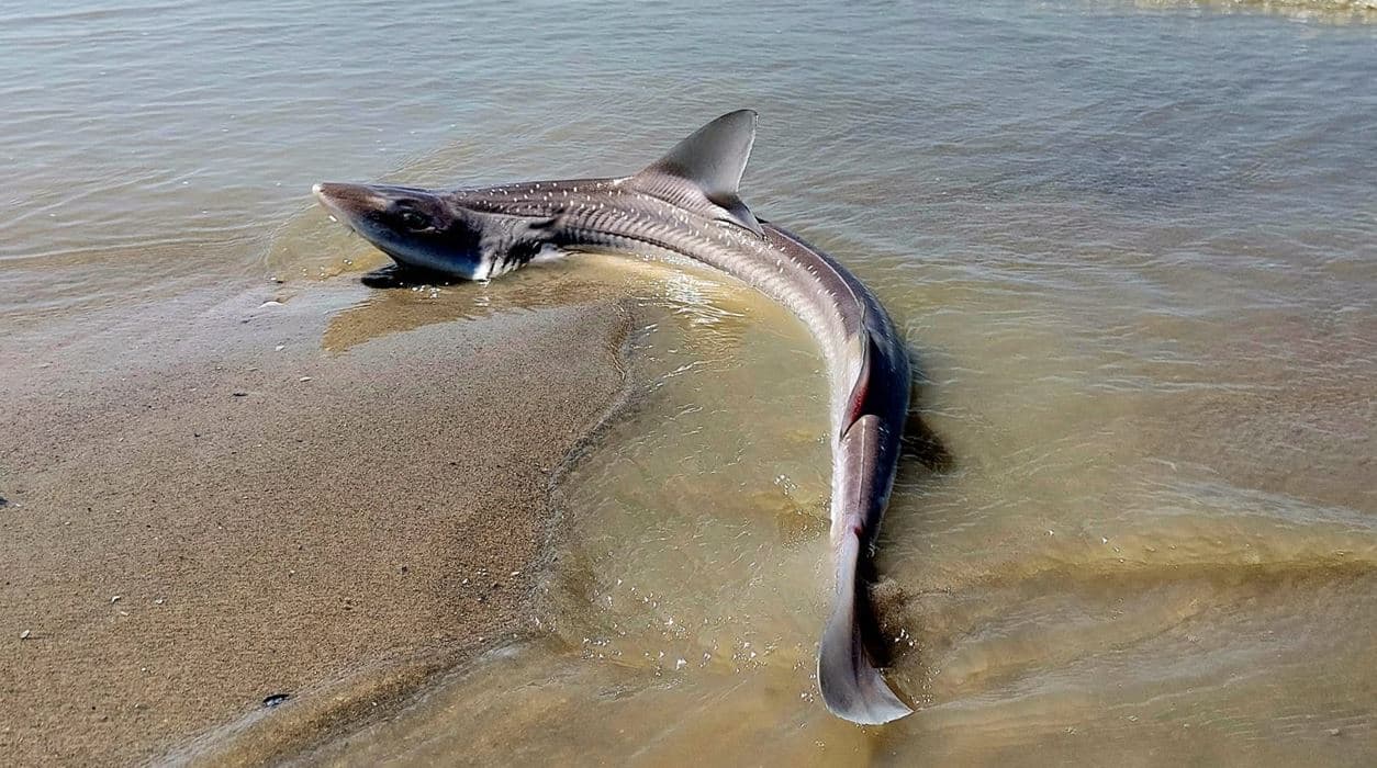 Un cadavre de requin retrouvé sur une plage du Pas-de-Calais - 20/06 ...