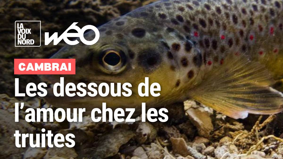 Les secrets de la reproduction des truites - 04/12/2024 - Vidéo Wéo