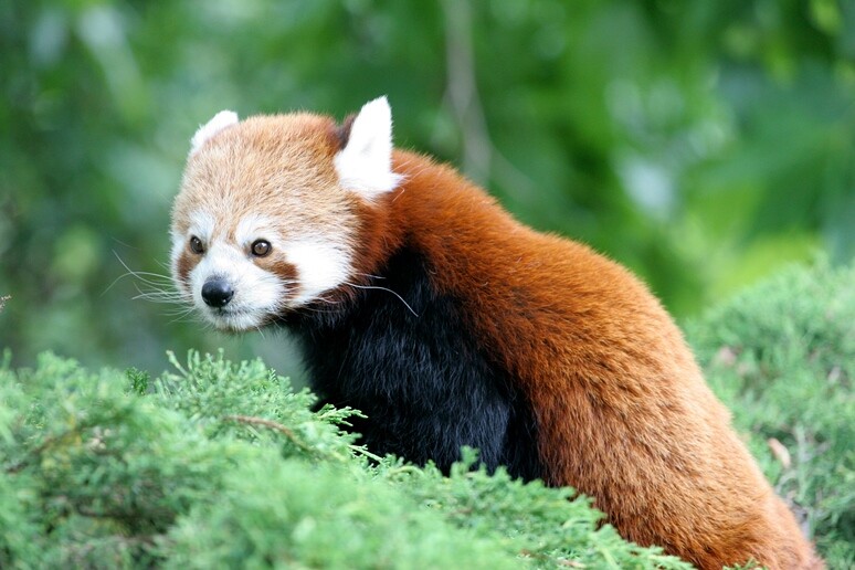 Le bébé panda roux du zoo de Lille a désormais un prénom - 13/11/2025 - Wéo